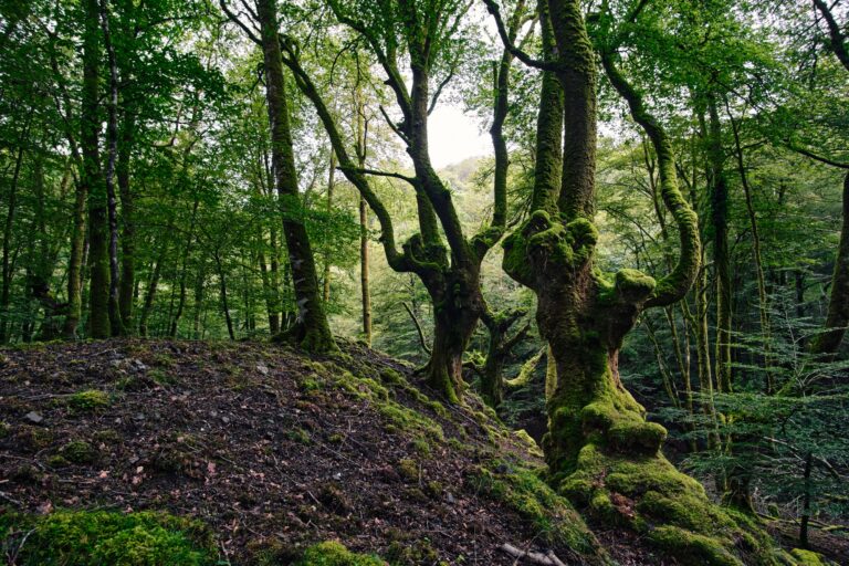 Sacred Trees in Mythology: Legends of 5 Ancient Trees