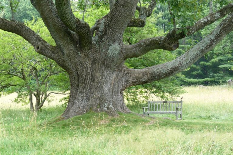 Sacred Roots: The Mythological Power of Plants