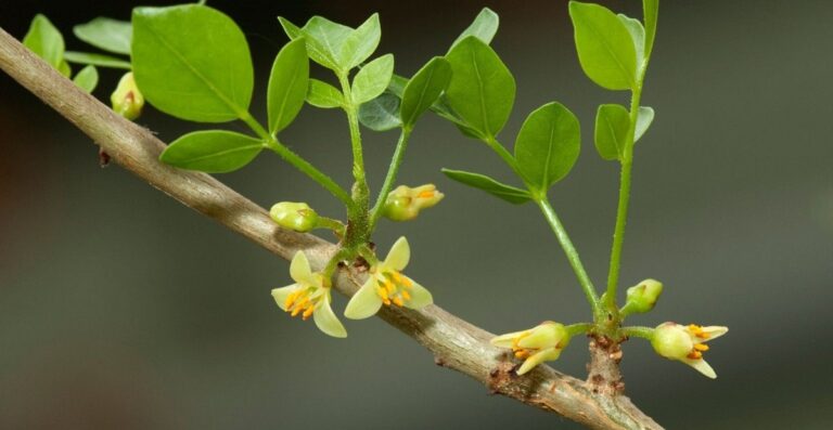 Sacred Roots: The Mythological Power of Plants
