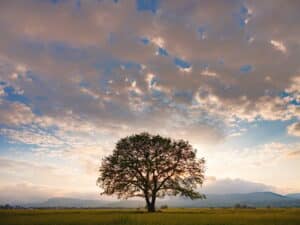 Sacred Trees in Mythology: Legends of 5 Ancient Trees