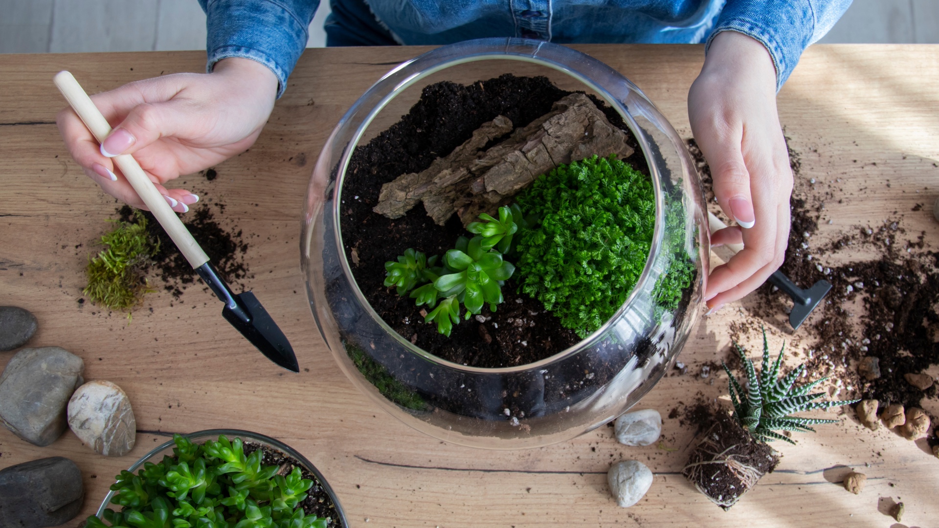 DIY Terrarium Guide: Build Your Glass Garden Step-by-Step