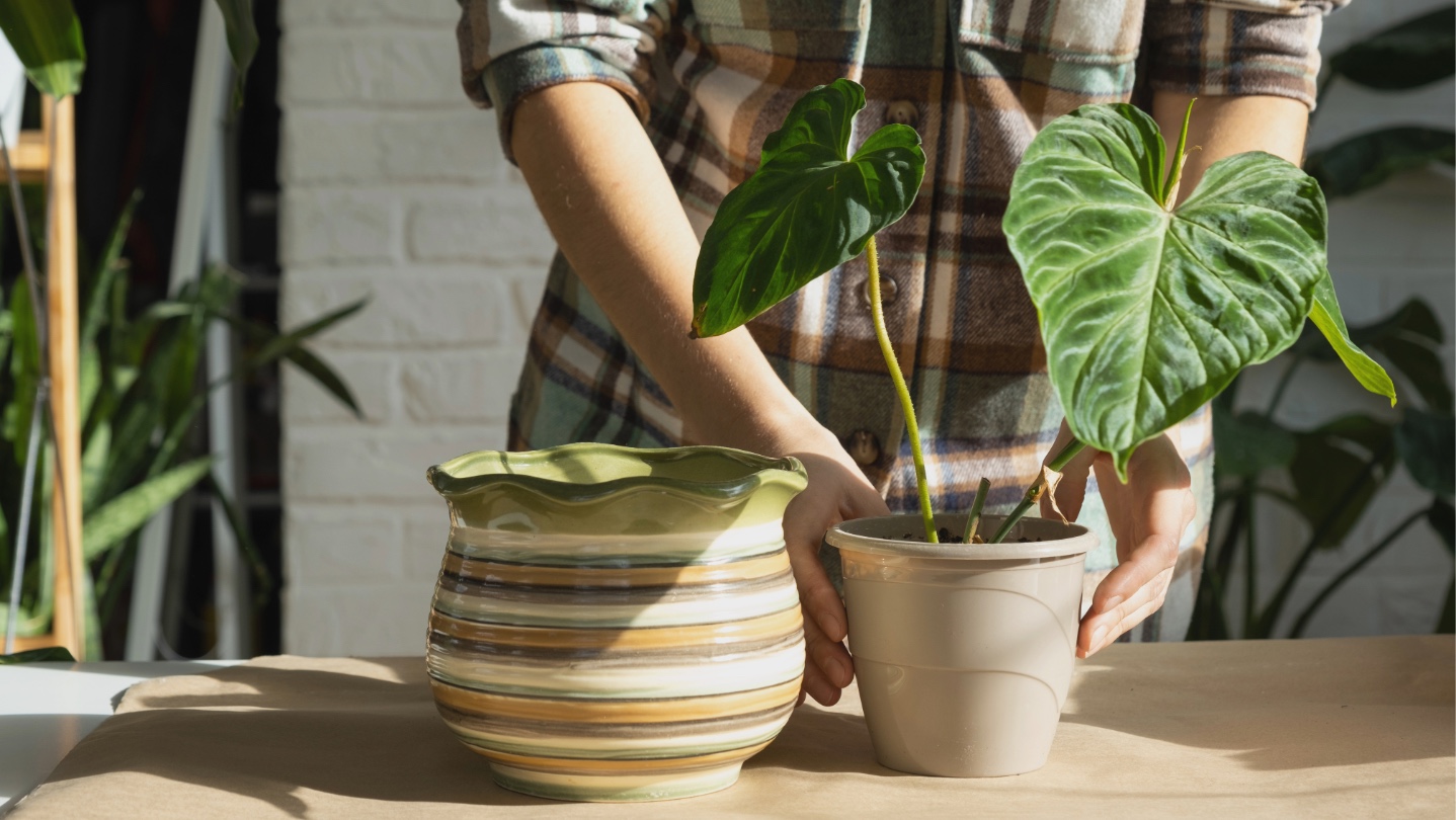 Winter Repotting Guide: Should You Repot Houseplants?