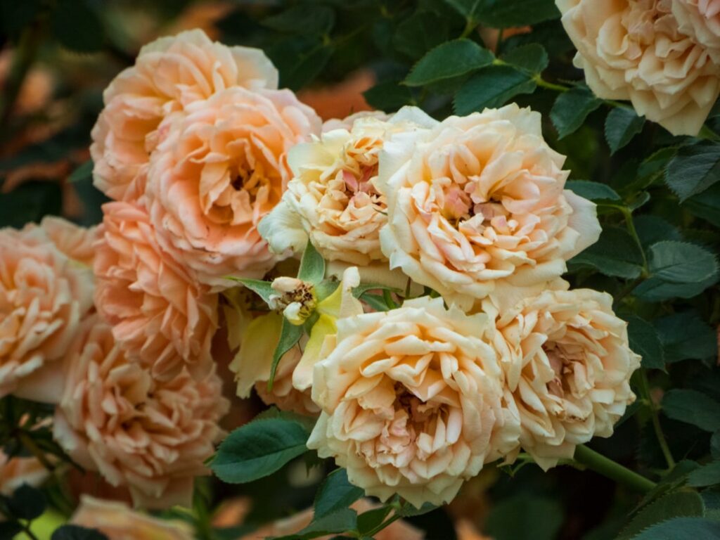 Aphrodite’s Rose: Blood, Tears, and Sacred Petals | Plantanica